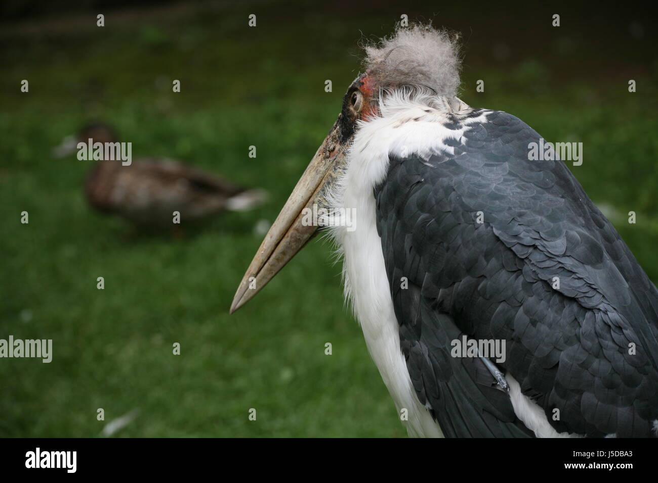 bird africa birds feathers beak scavenger feathering striking african ...
