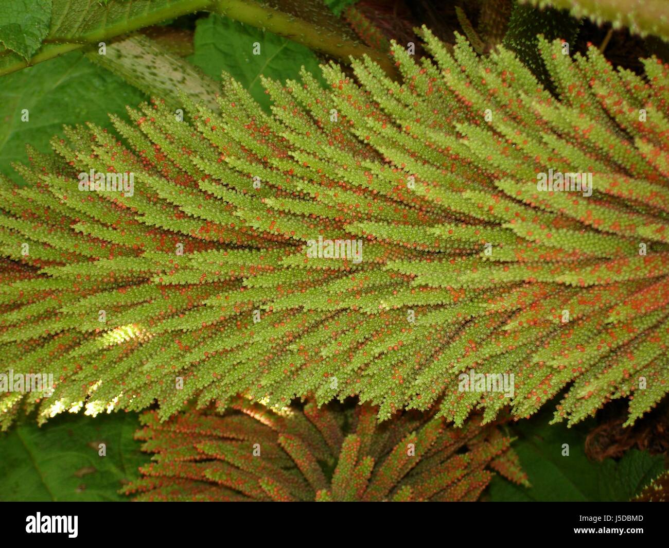 Bte hi-res stock photography and images - Alamy