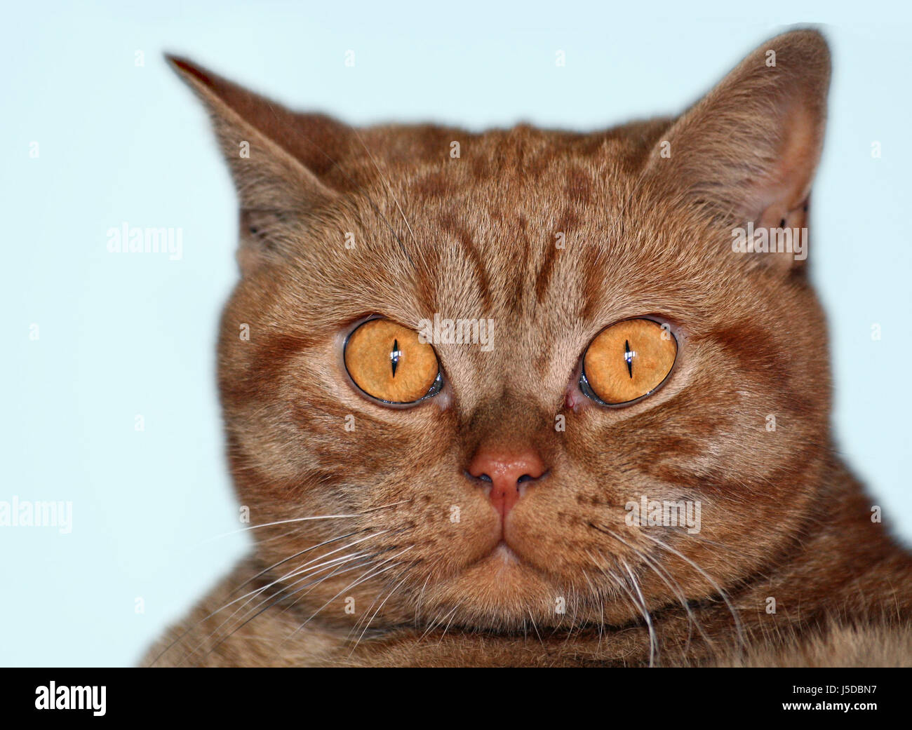 pet curiosity curious nosey nosy eye organ cat big cat feline predator ...