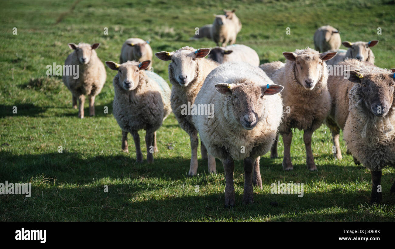 Sheep in Spring sunshine in English farm countryside landscape Stock ...