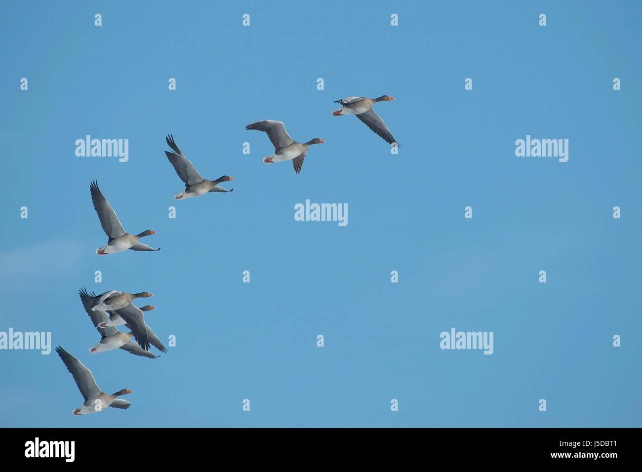 blue flight winter formation tele geese swarm school pull goose pack ...