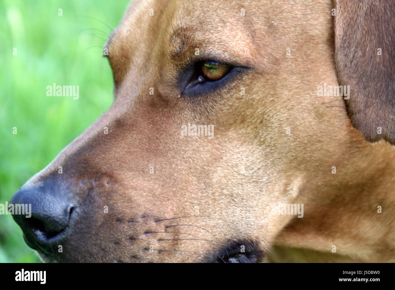 Rhodesian ridge hi-res stock photography and images - Alamy