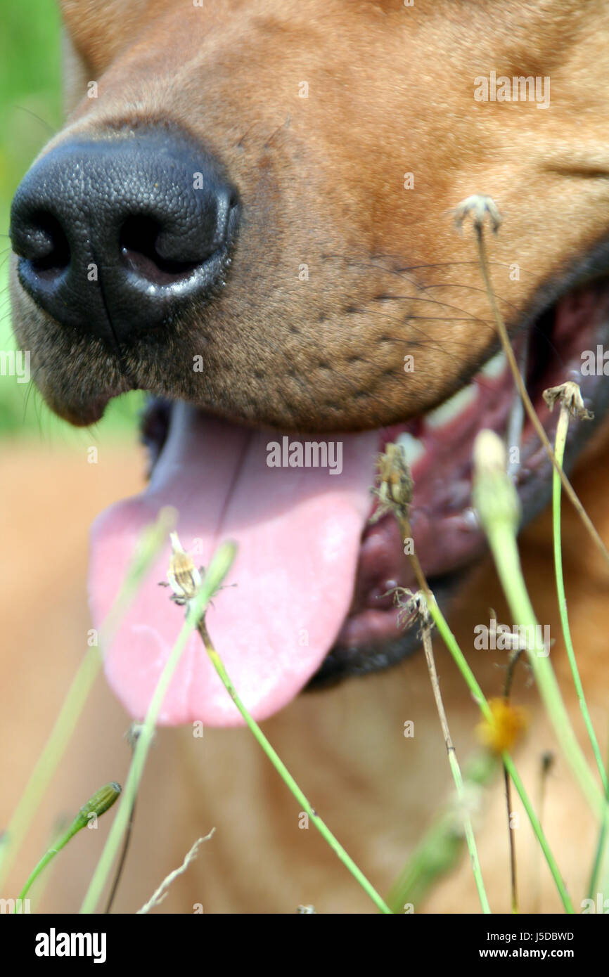 rhodesian ridgeback detail Stock Photo - Alamy