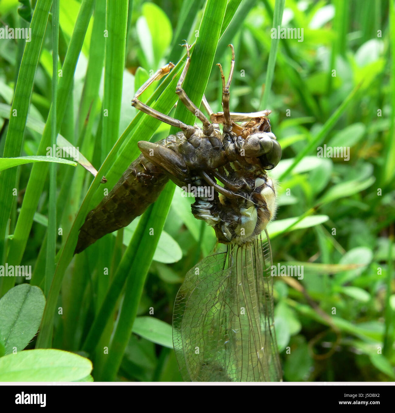 dragonfly slippage reed dragonfly fresh water pond water turquoise ...