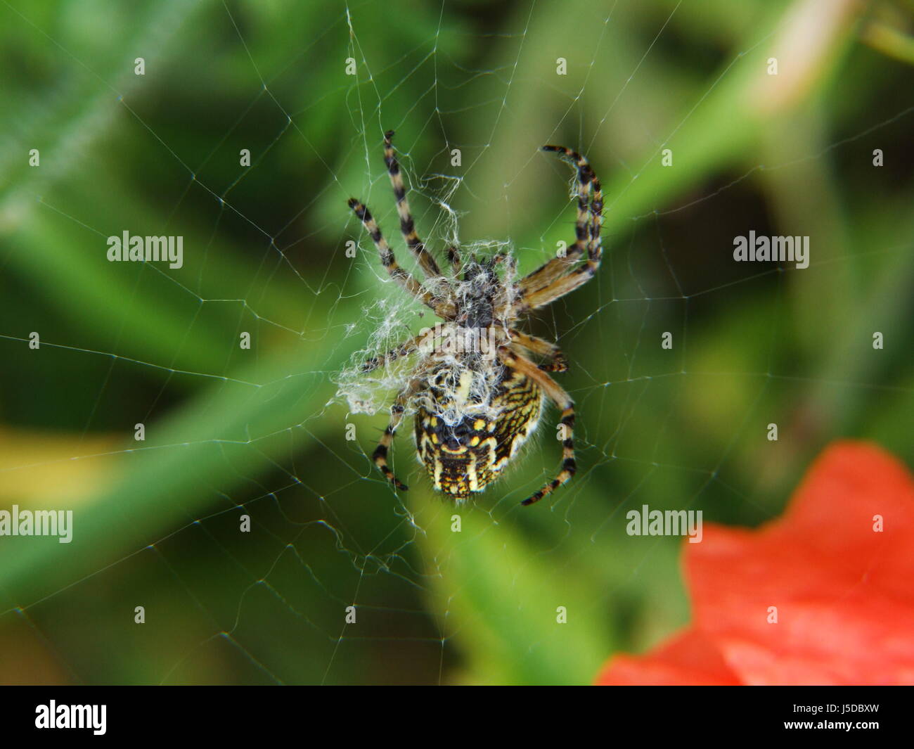 Spinnenfaden hi-res stock photography and images - Alamy
