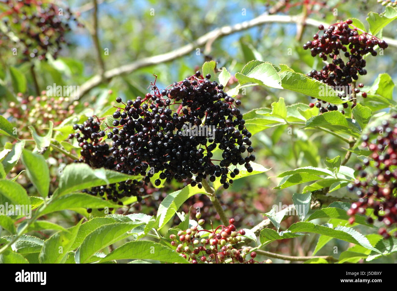 shrub berries elder schwarzer holunder geiblattgewchs holunderstrauch ...