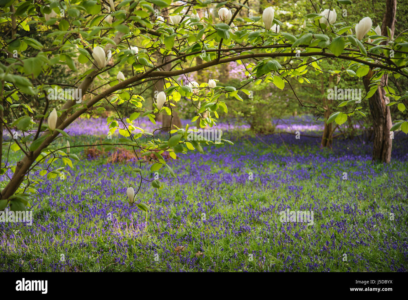 Beautiful landscape image of blubell woods in English countryside in ...