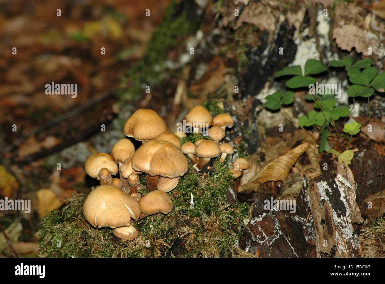 trunk moss mushrooms snag mushroom fungus rotten cloverleaf forest ...