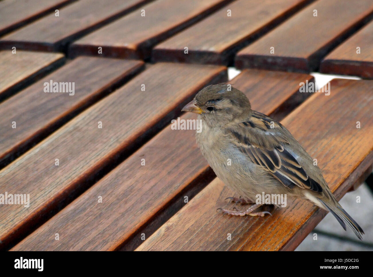 wait waiting city town flight animal bird wood wild animals ...