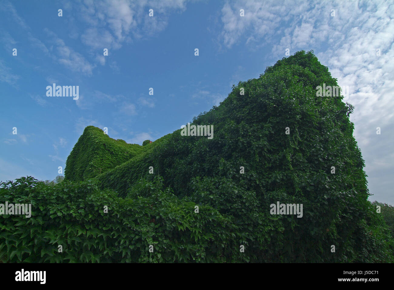 overgrown with ivy Stock Photo - Alamy