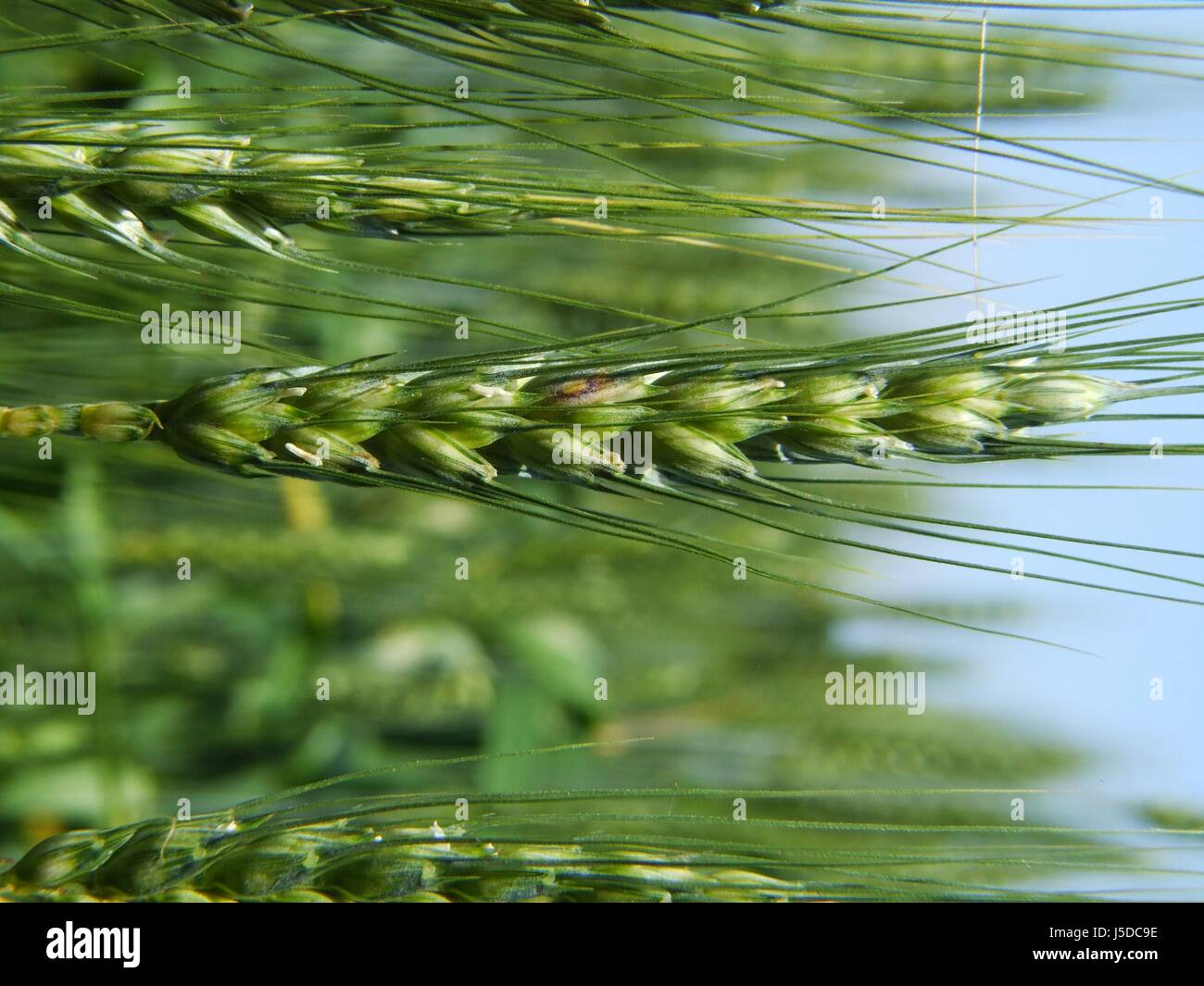 Getreidehre hi-res stock photography and images - Alamy