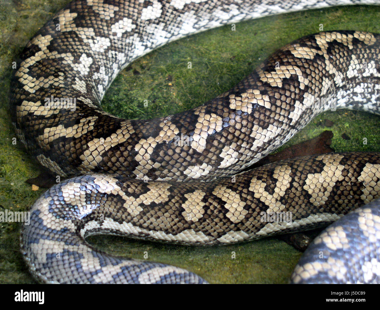 reptile skin snake snakeskin winding contort exoticism pelvis basin ...