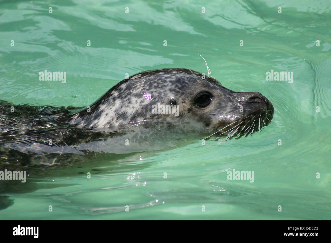 Seerobbe hi-res stock photography and images - Alamy