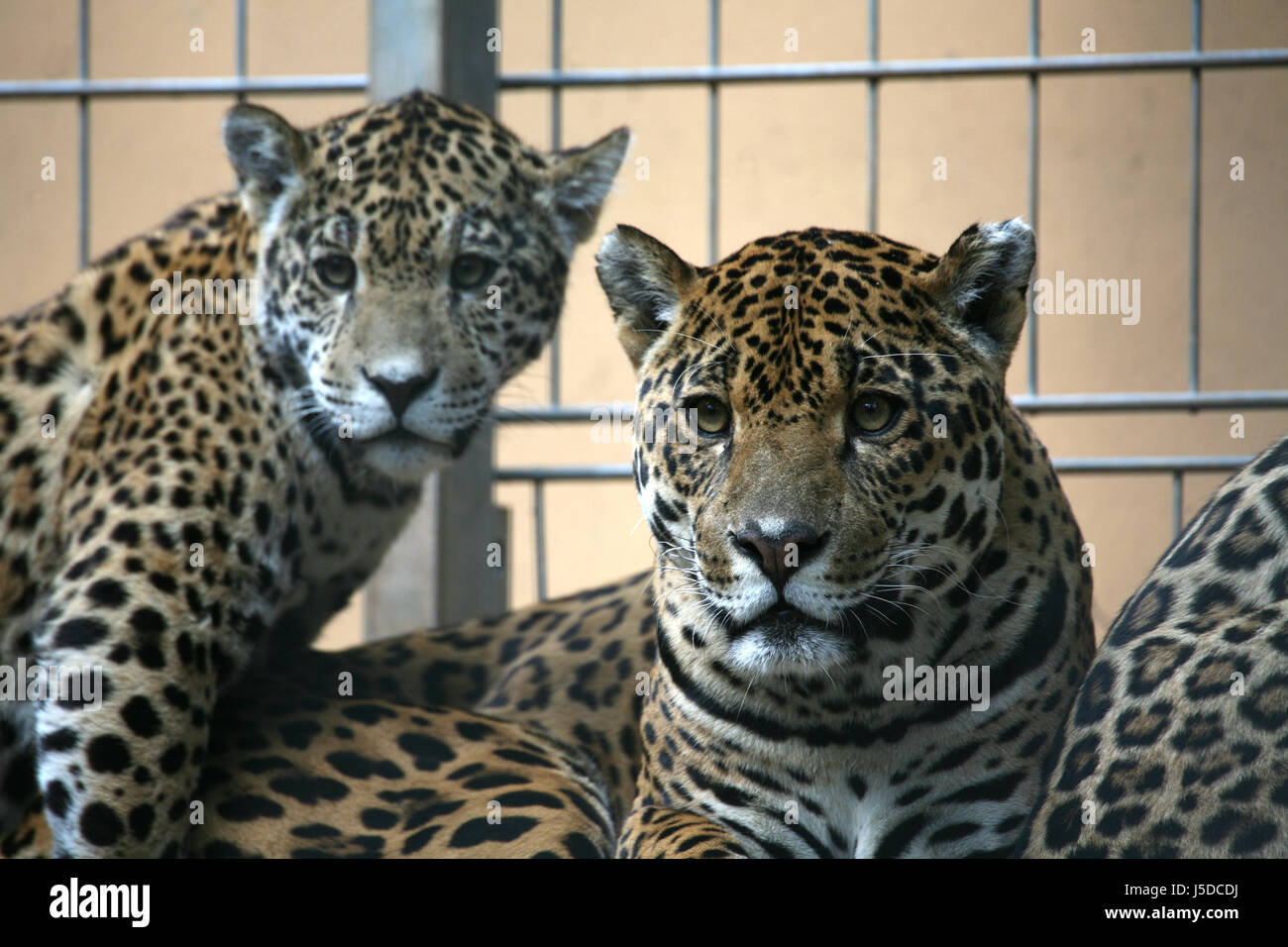 animal fauna big cat feline predator tail predator tired fence spotted ...