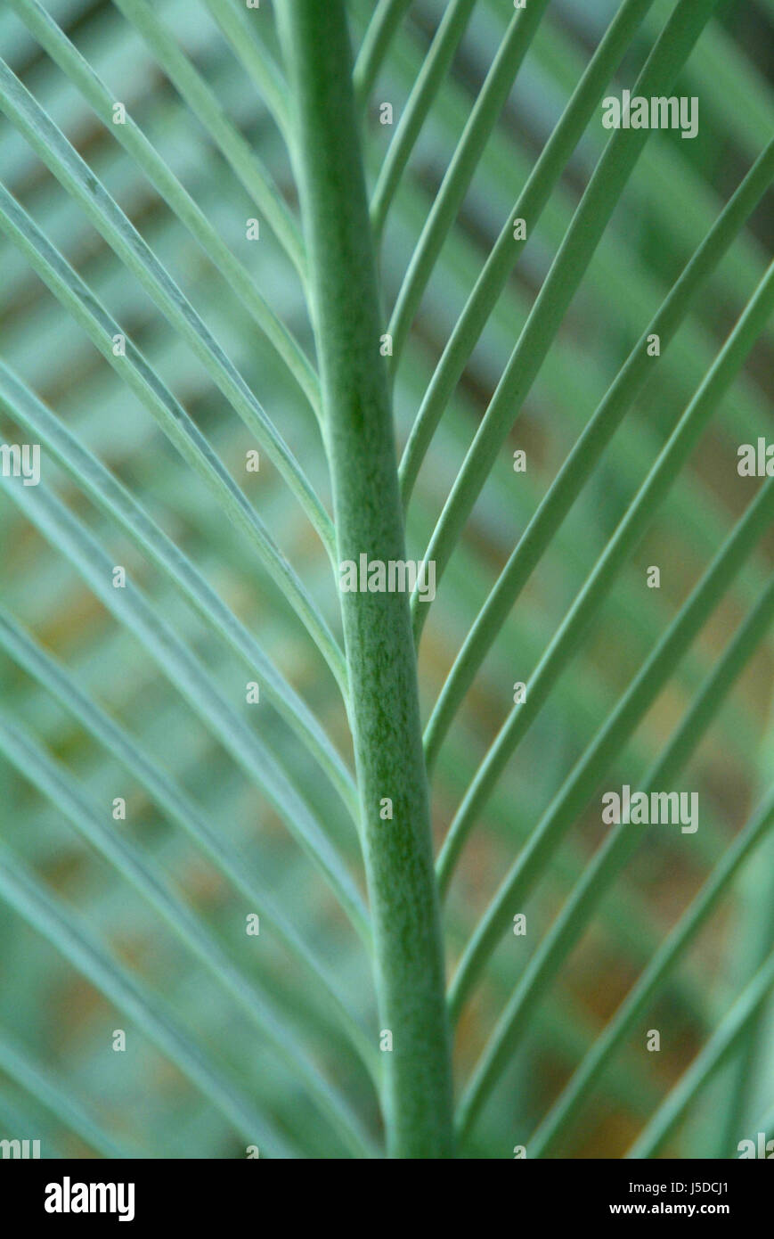 Fan leaf tree hi-res stock photography and images - Alamy