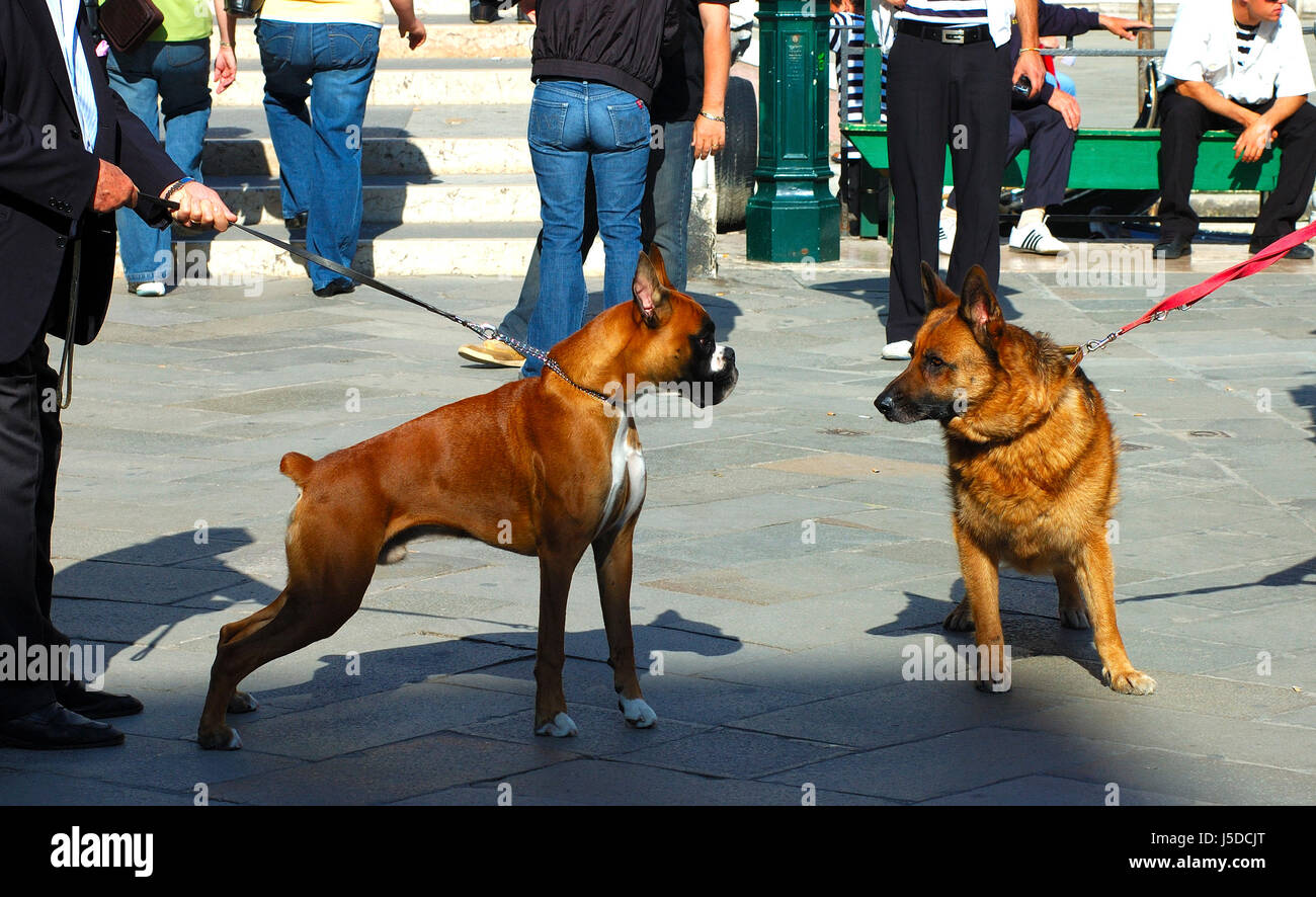 conversation friendly kind dog dogs communication peaceful fierce ...