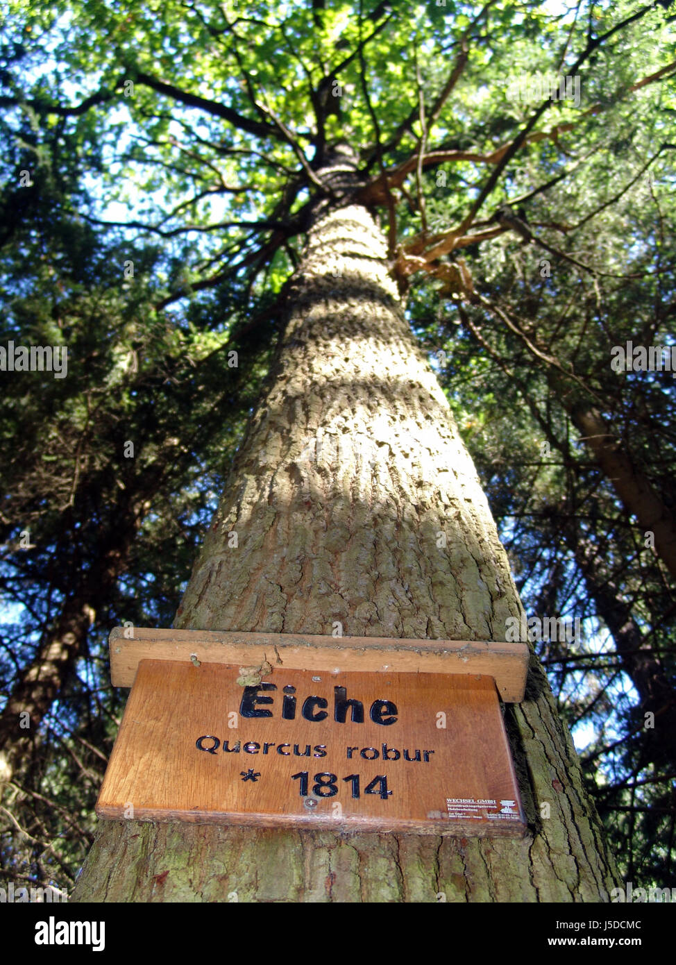 sign signal worms eye tree trunk oak head of a tree laubdach ...