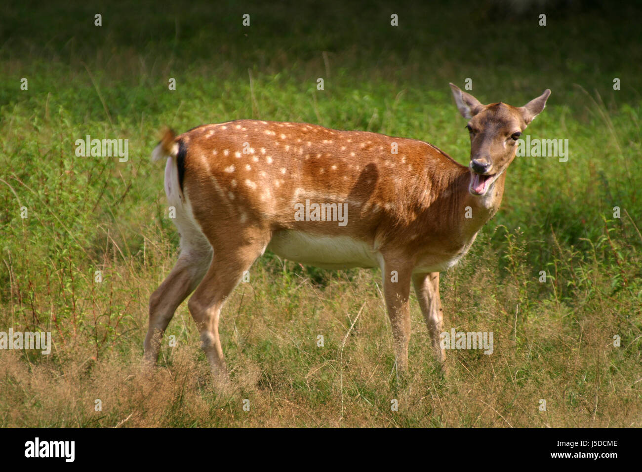 animal mammal wild look glancing see view looking peeking looking at ...
