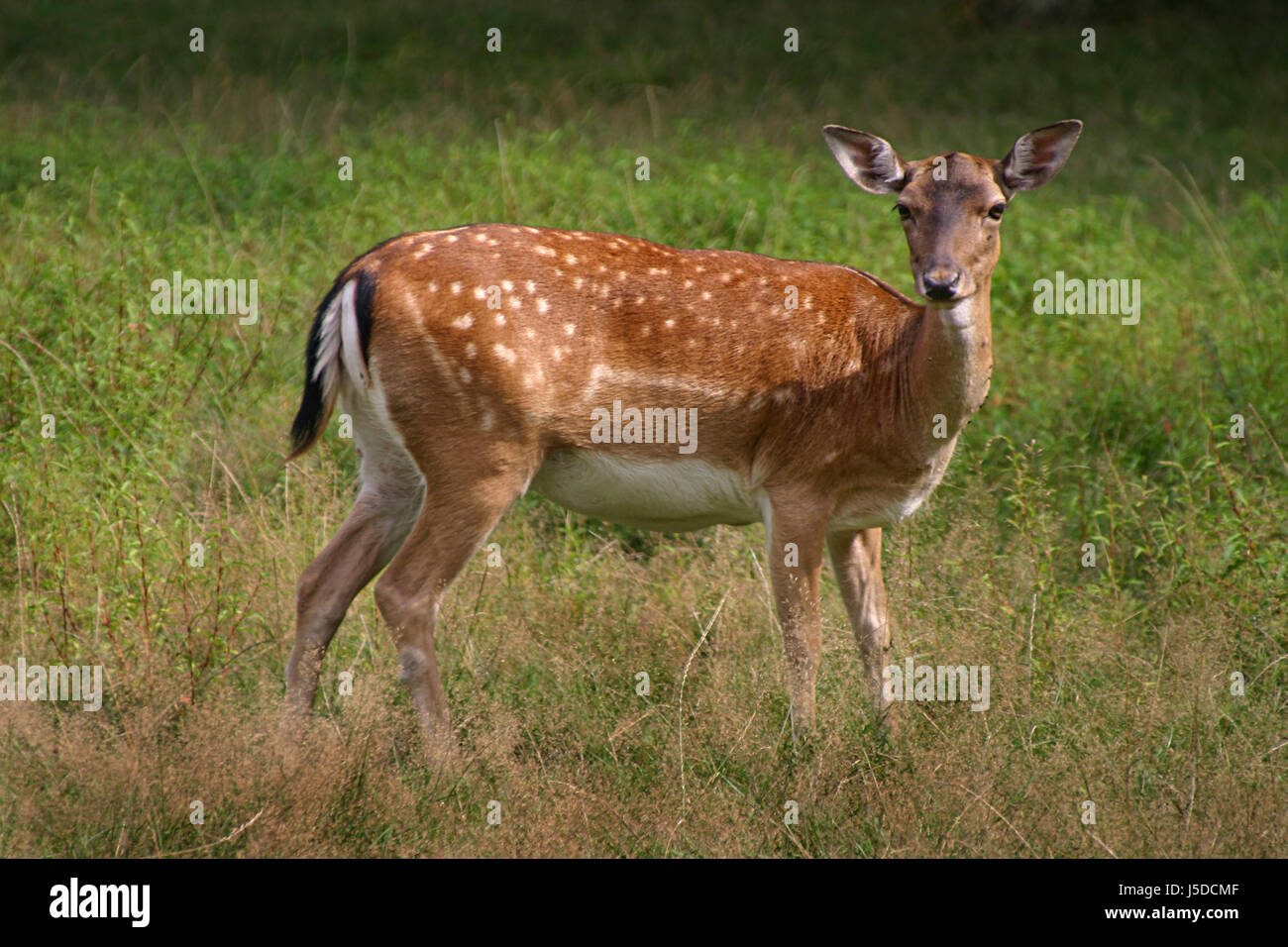 animal mammal wild look glancing see view looking peeking looking at ...