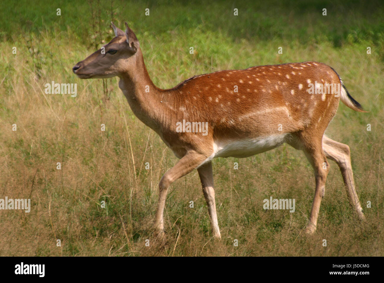 animal mammal wild look glancing see view looking peeking looking at ...