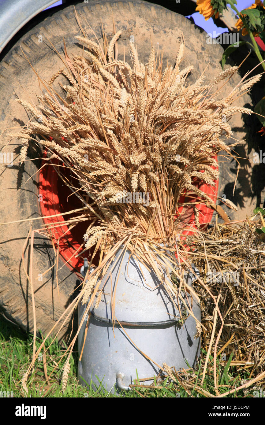 bread wheel agriculture farming summer summerly heat wheat ears flour ...