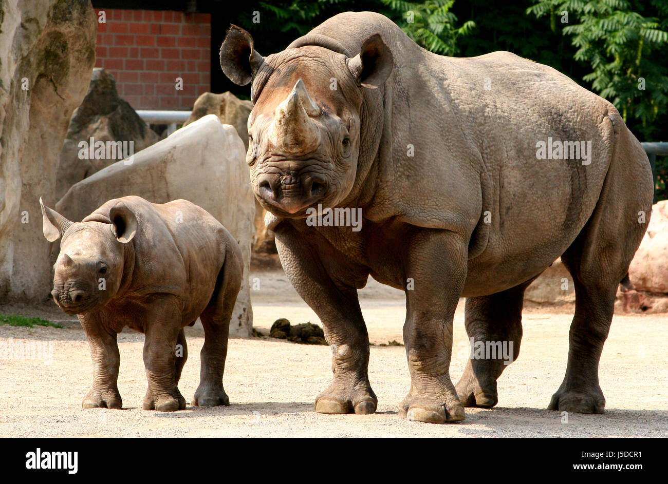 mammal wild africa young animal heavy hard rhino rhinoceros muttertier ...