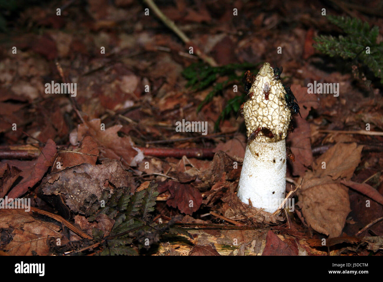 flies insects mushroom fungus morel stench fetid smelly carrion forest ...