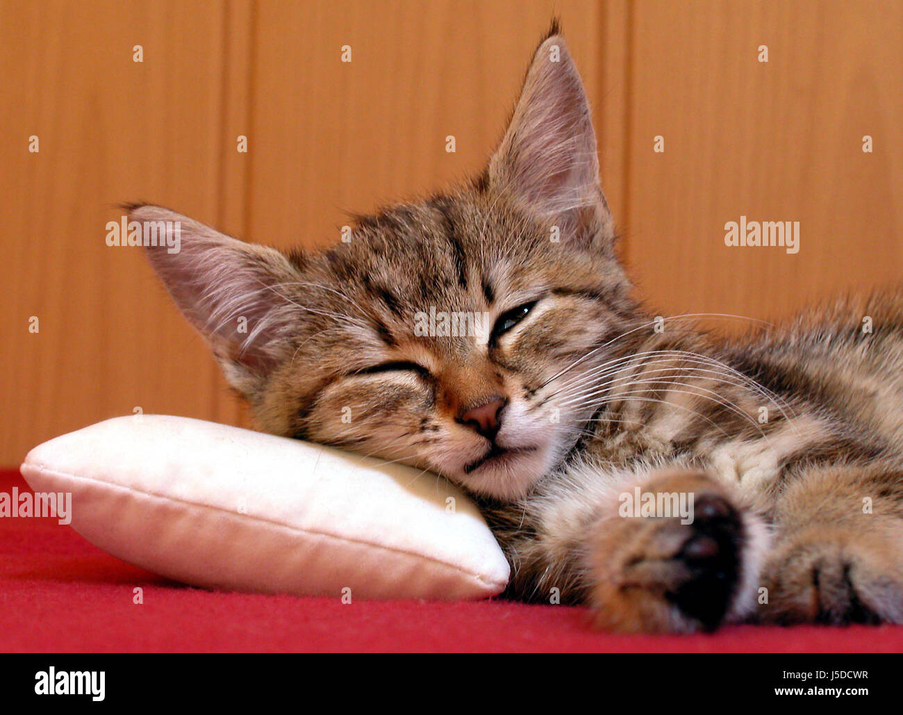 bed animals cats lie lying lies cuddle sleep sleeping mammals dear grey ...