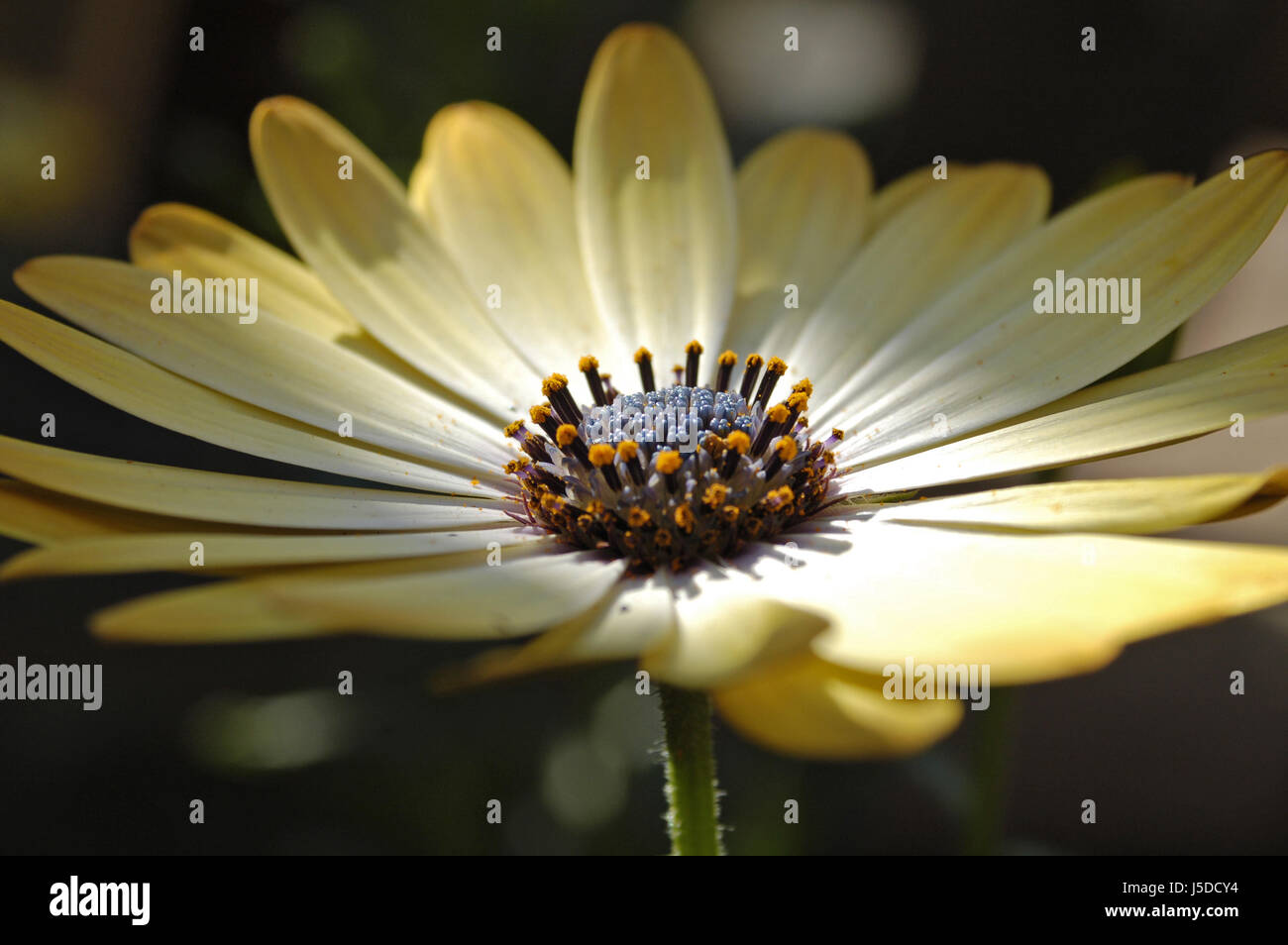 Polarstern hi-res stock photography and images - Alamy