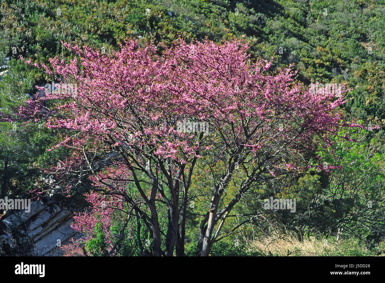 cercis siliquastrum,judas tree Stock Photo - Alamy
