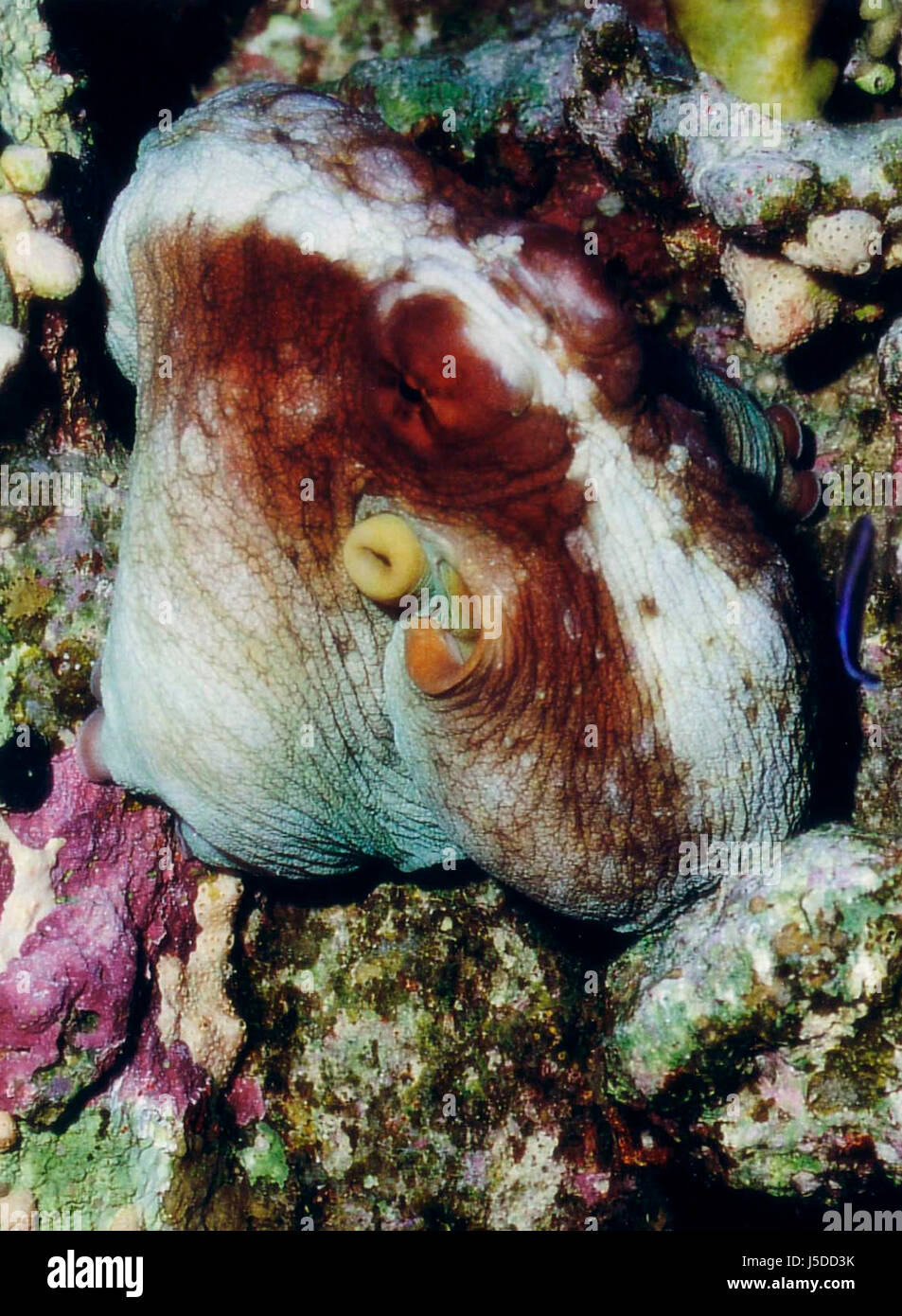 underwater egypt dive camouflage squid salt water sea ocean water ...