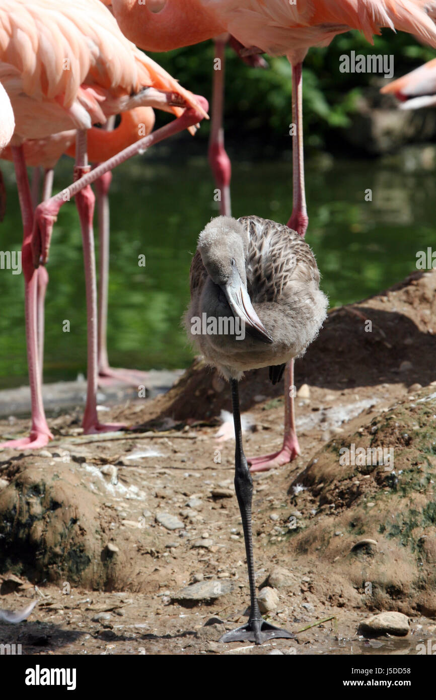 baby feathers beak offspring feathering leg orange beaks squabs ...