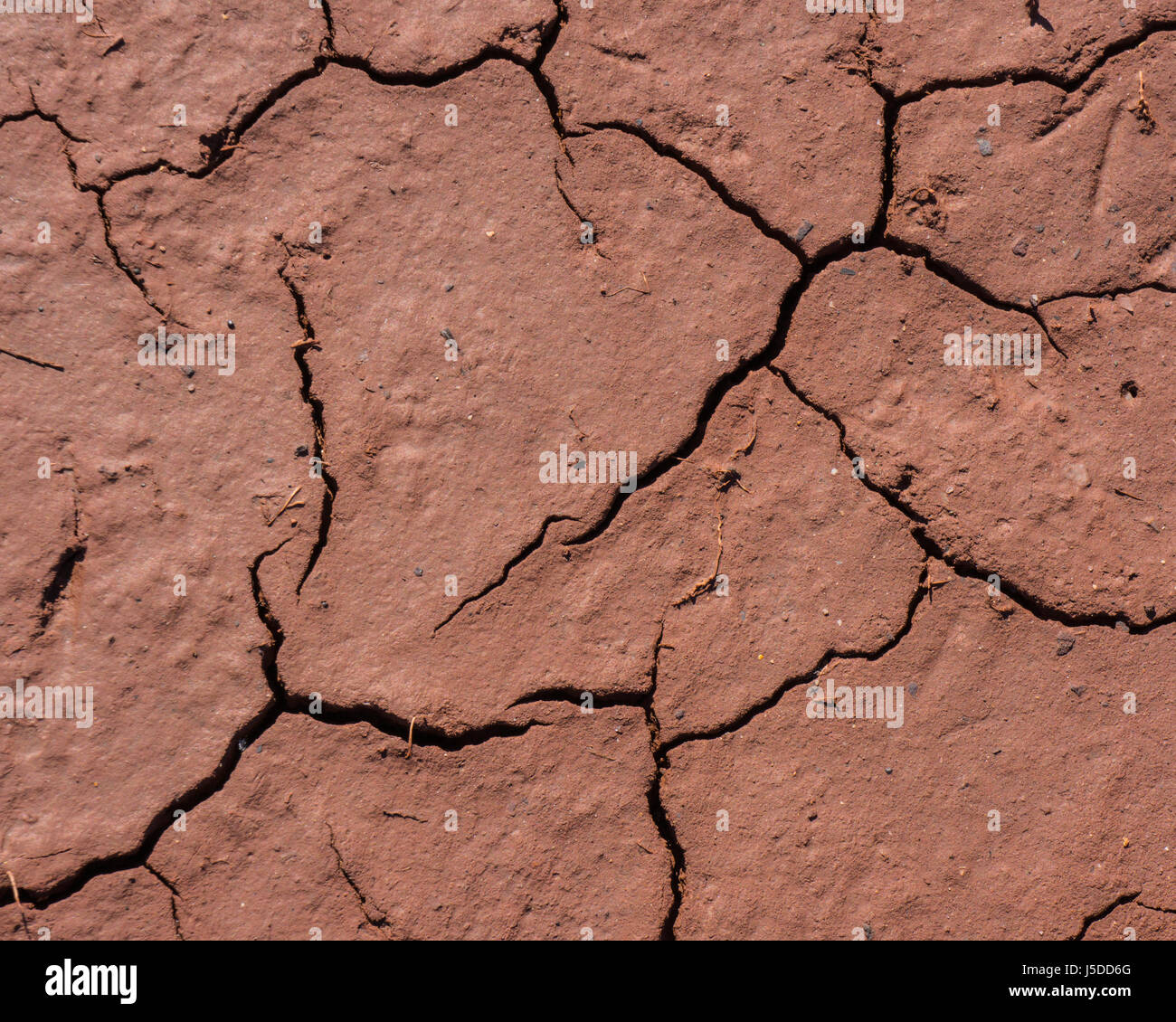 Salt soil damage hi-res stock photography and images - Alamy
