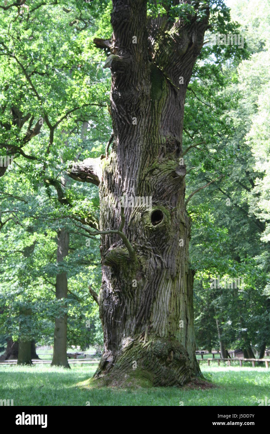 German oak hi-res stock photography and images - Alamy