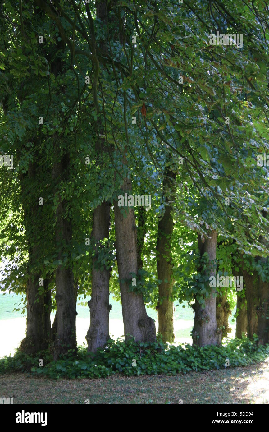 tree trees summer summerly clump of trees deciduous trees branches ...