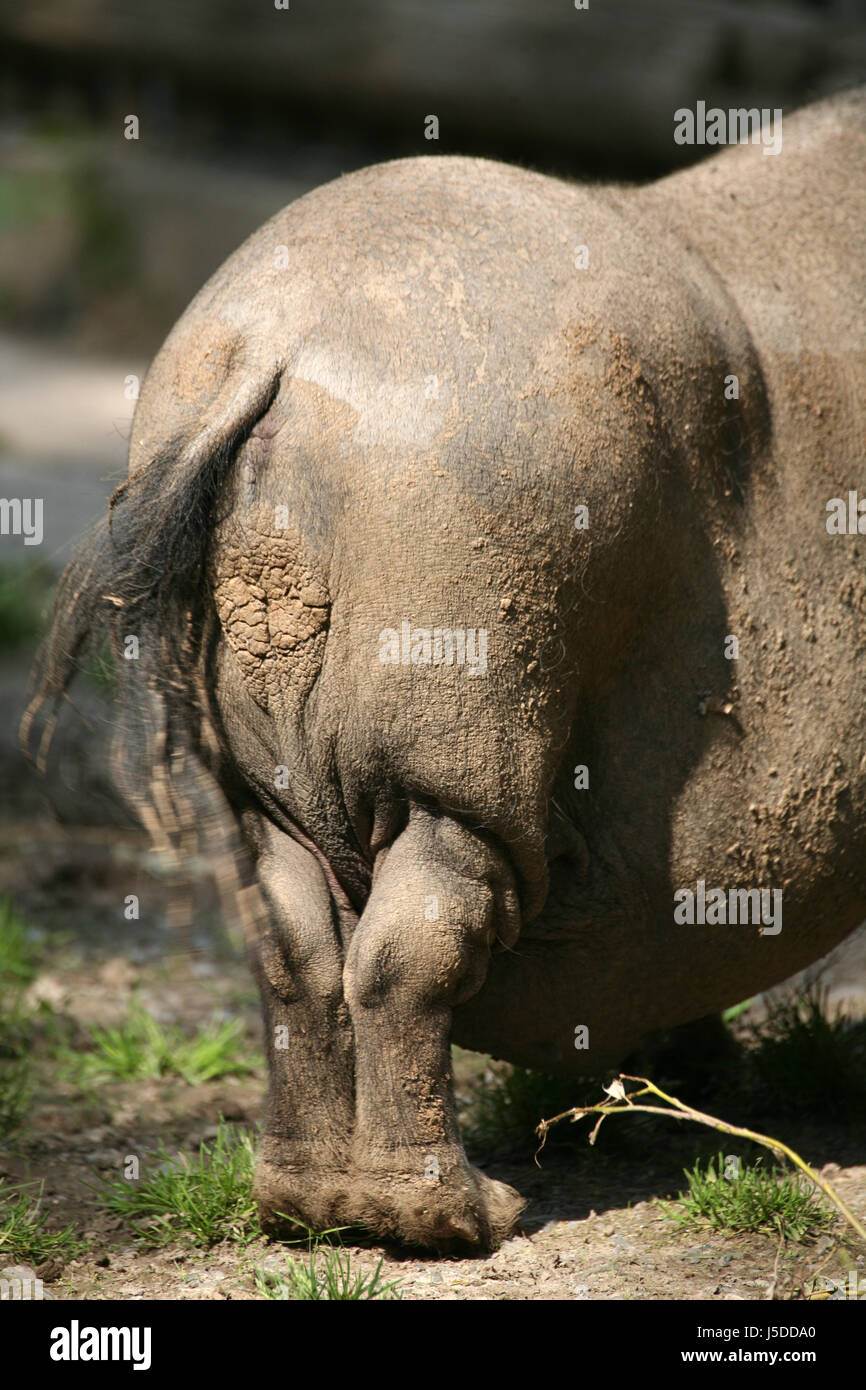 pet hairy asiatic nose rear part proboscis bristles bristly wrinkled ...