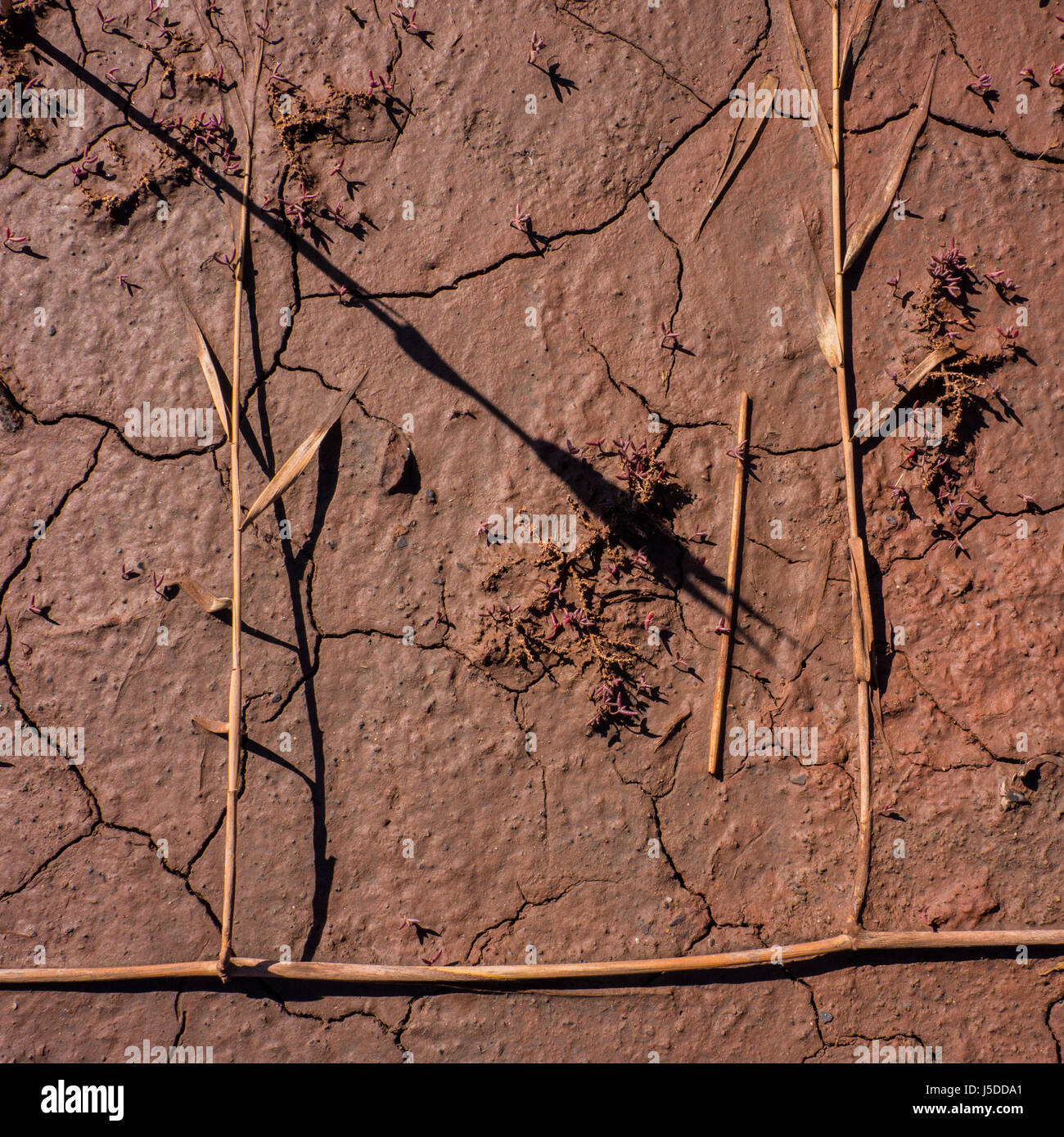 Dry reeds and fissured soil in the area of industrial water discharge ...