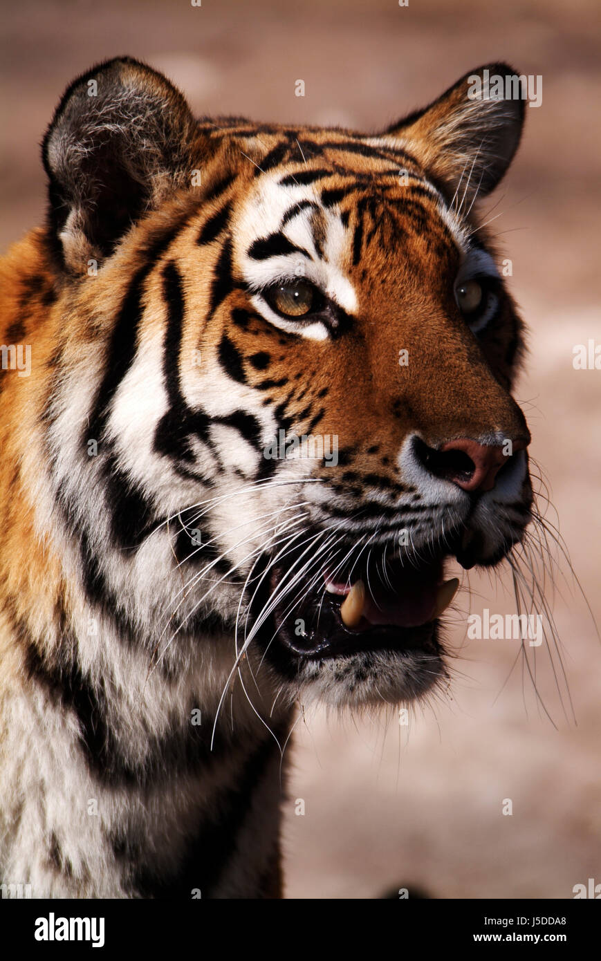 mammal teeth bit portrait big cat feline predator cat tiger cats skin ...