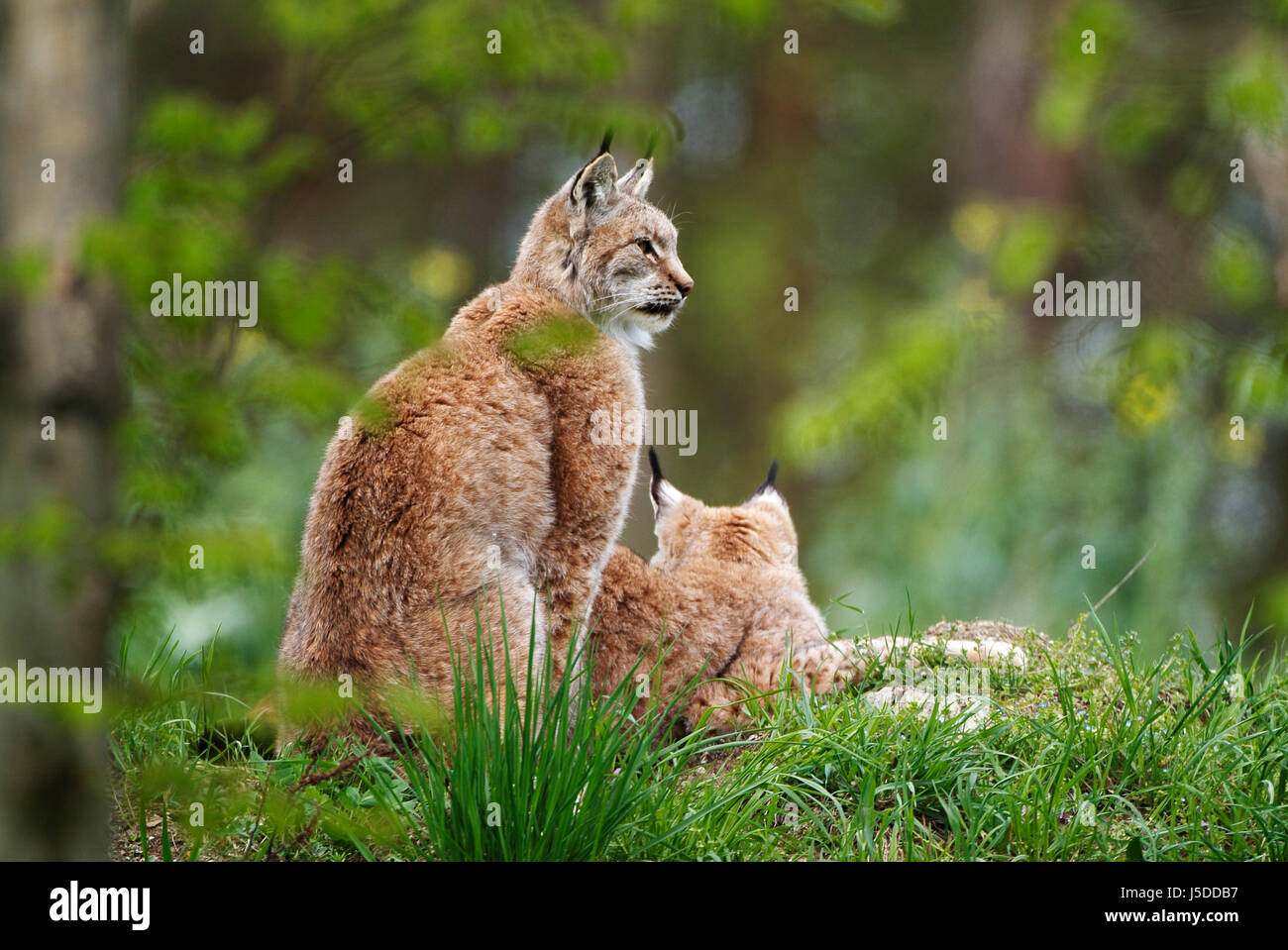 tree trees mammal big cat feline predator cats spring mammals predator ...