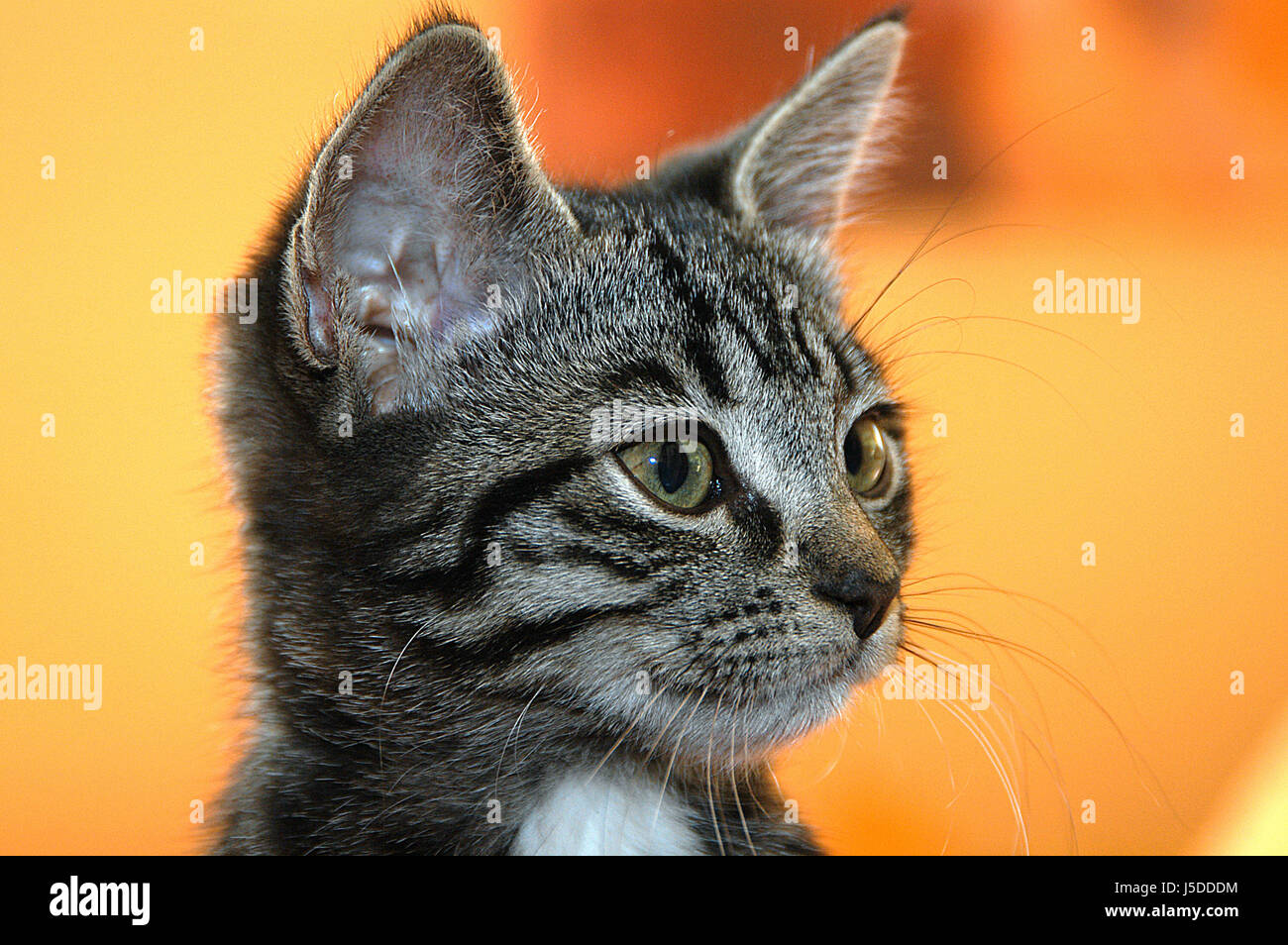 listen animals portrait cats ears cuddle mammals dear sharpen put ...
