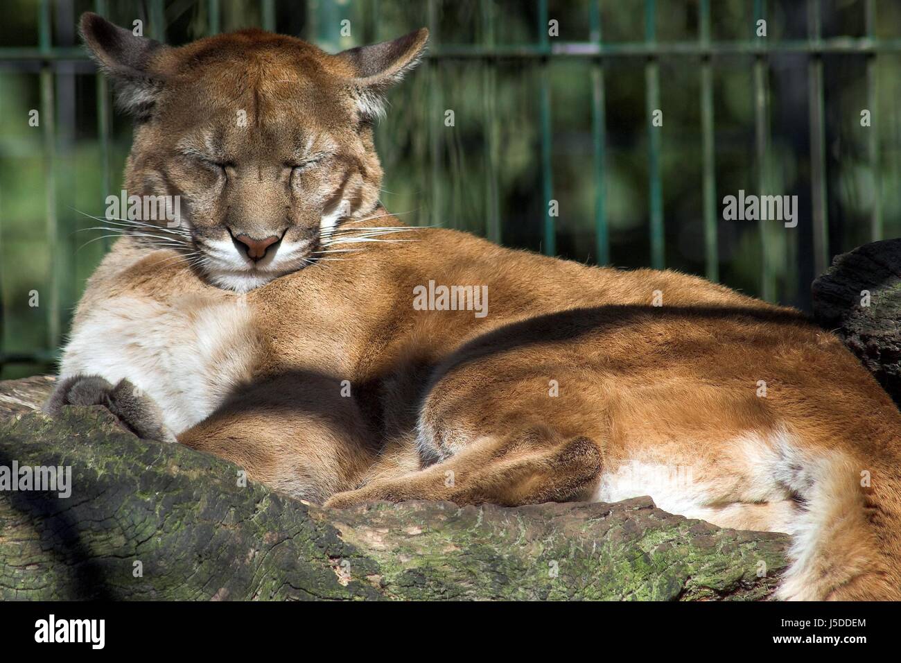 Sleeping Puma High Resolution Stock Photography and Images - Alamy
