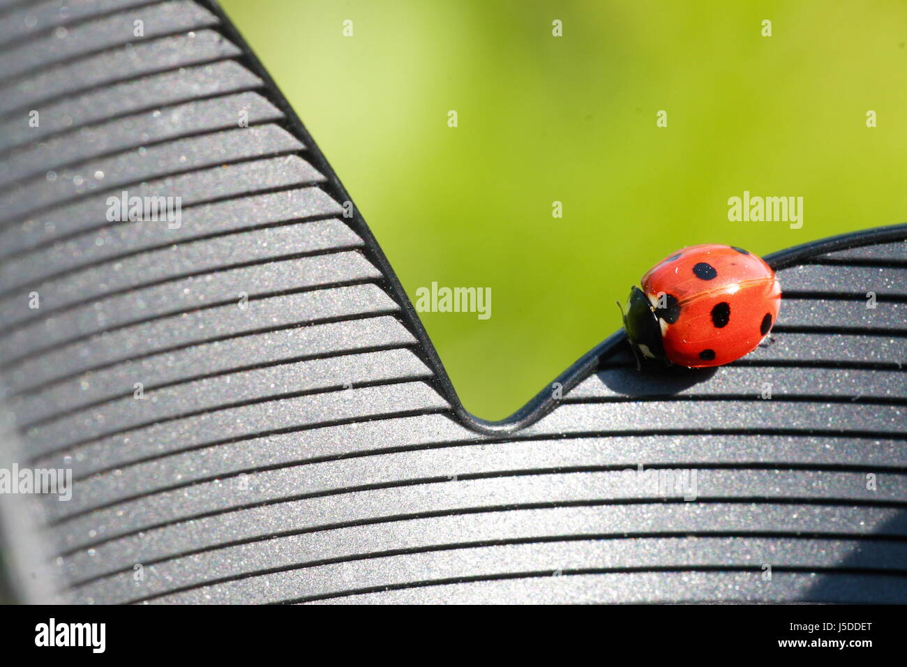 ladybug with lens Stock Photo - Alamy