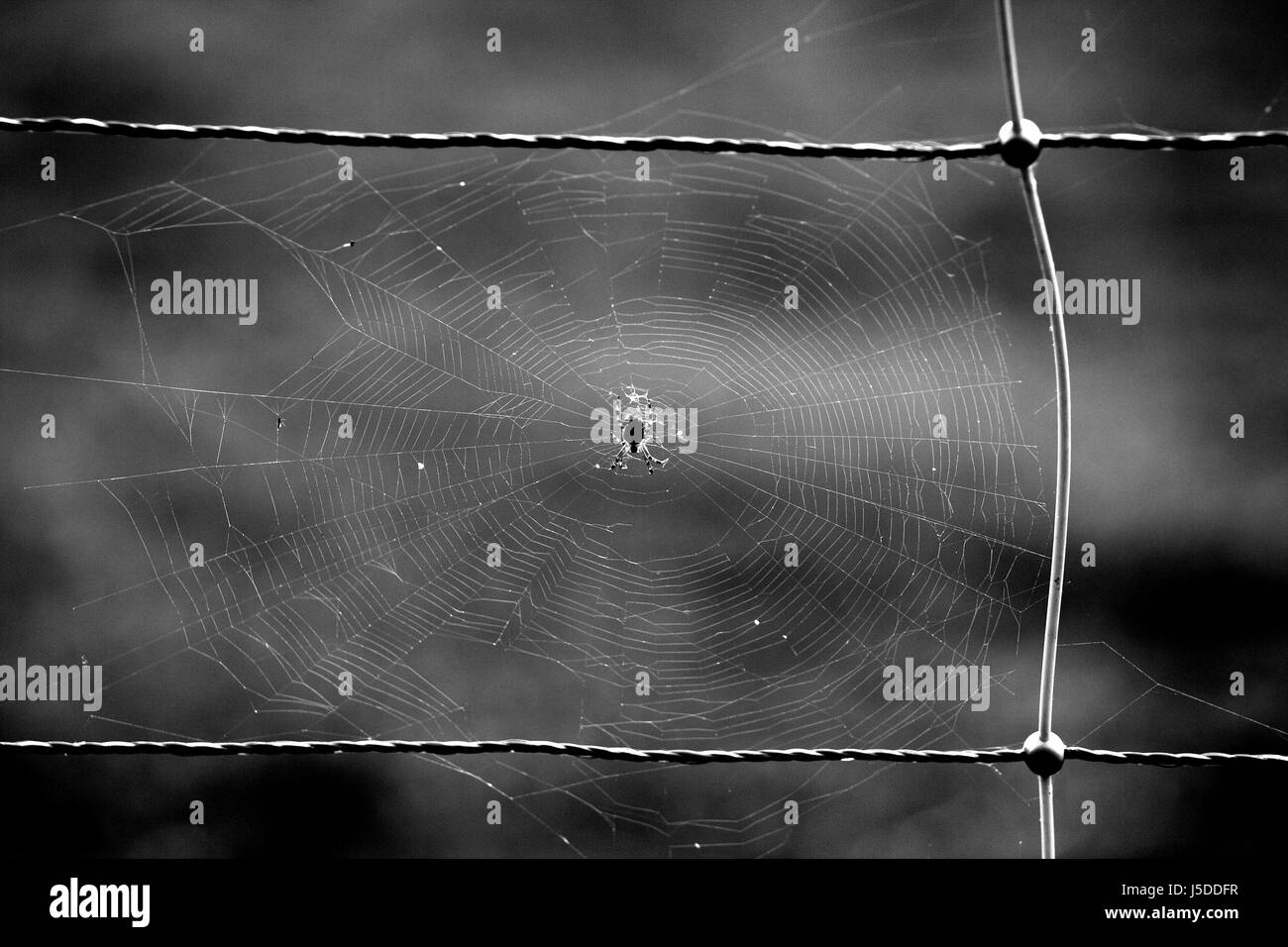 spider electric thread threads network power supply system net cobweb ...