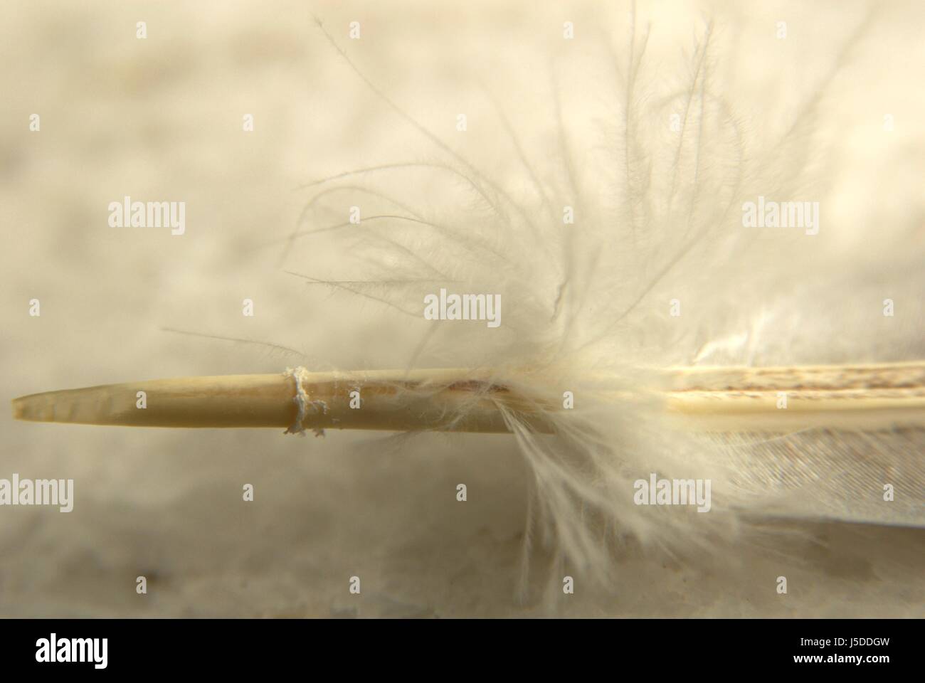 plumage quill spindle tail feather contour feather federschaft calamus ...