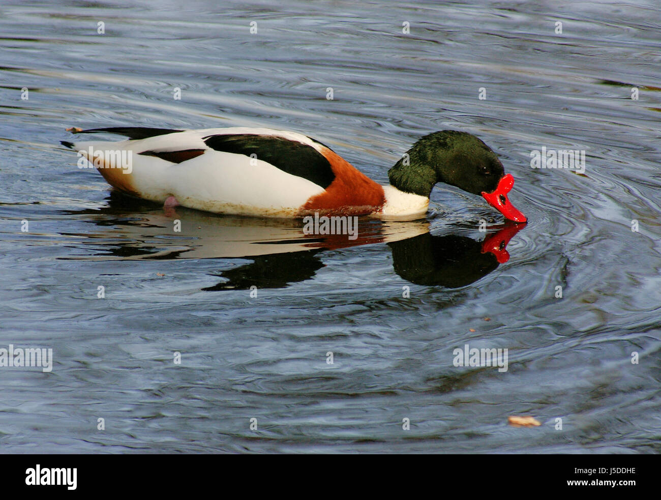 atlantic ocean salt water sea ocean water holland coast duck fresh ...
