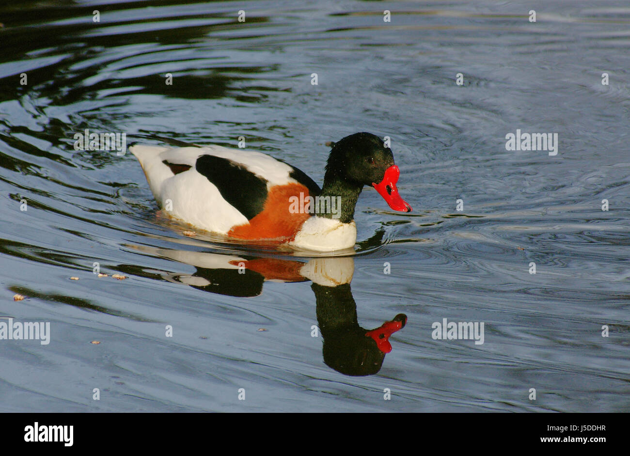 atlantic ocean salt water sea ocean water holland coast duck fresh ...