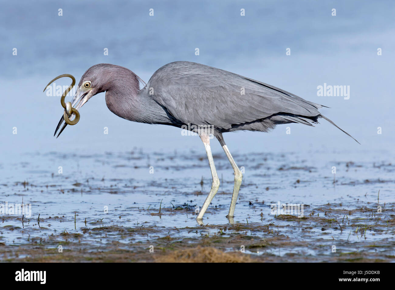 Little Blue Heron - Egretta caerulea Stock Photo - Alamy