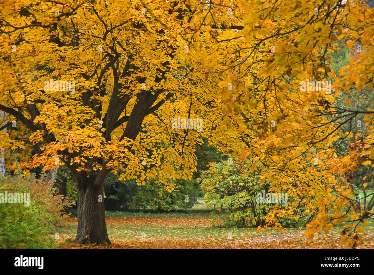orange leaves deciduous tree deciduous forest autumn leaves fall autumn ...