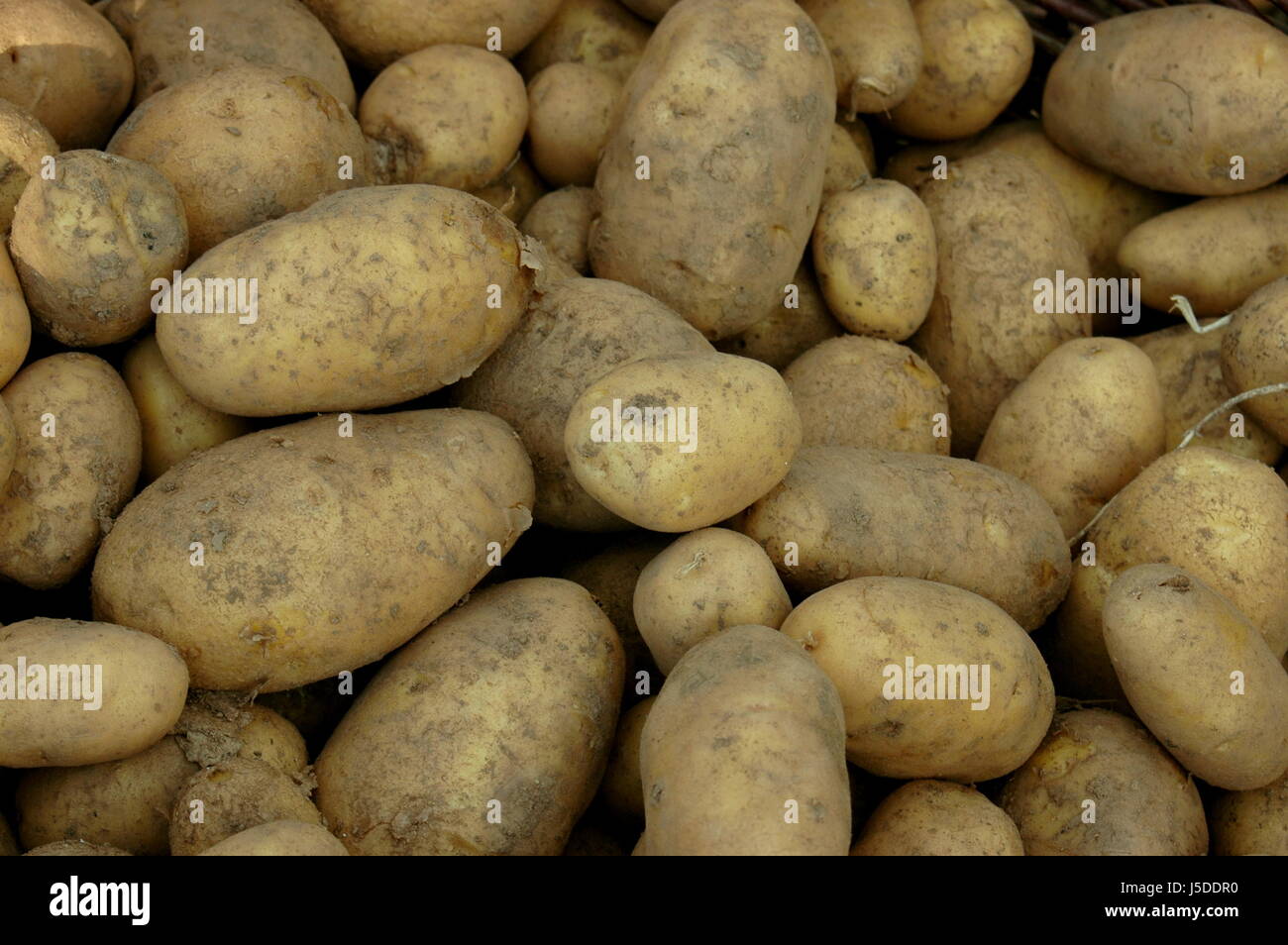 food aliment garden tubers gardens basic foods potatoes potato complete ...