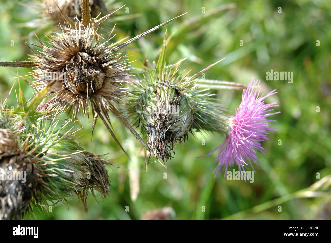 bloom blossom flourish flourishing decayed thistle dries up withers ...